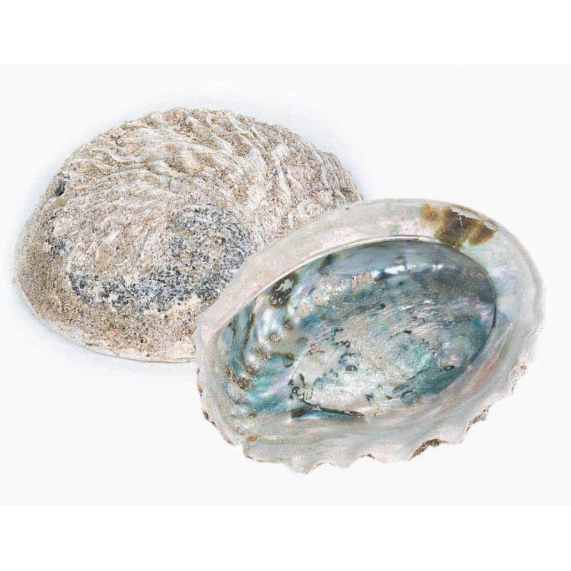 Abalone Shell Medium 11-13cm | Sustainably Sourced
