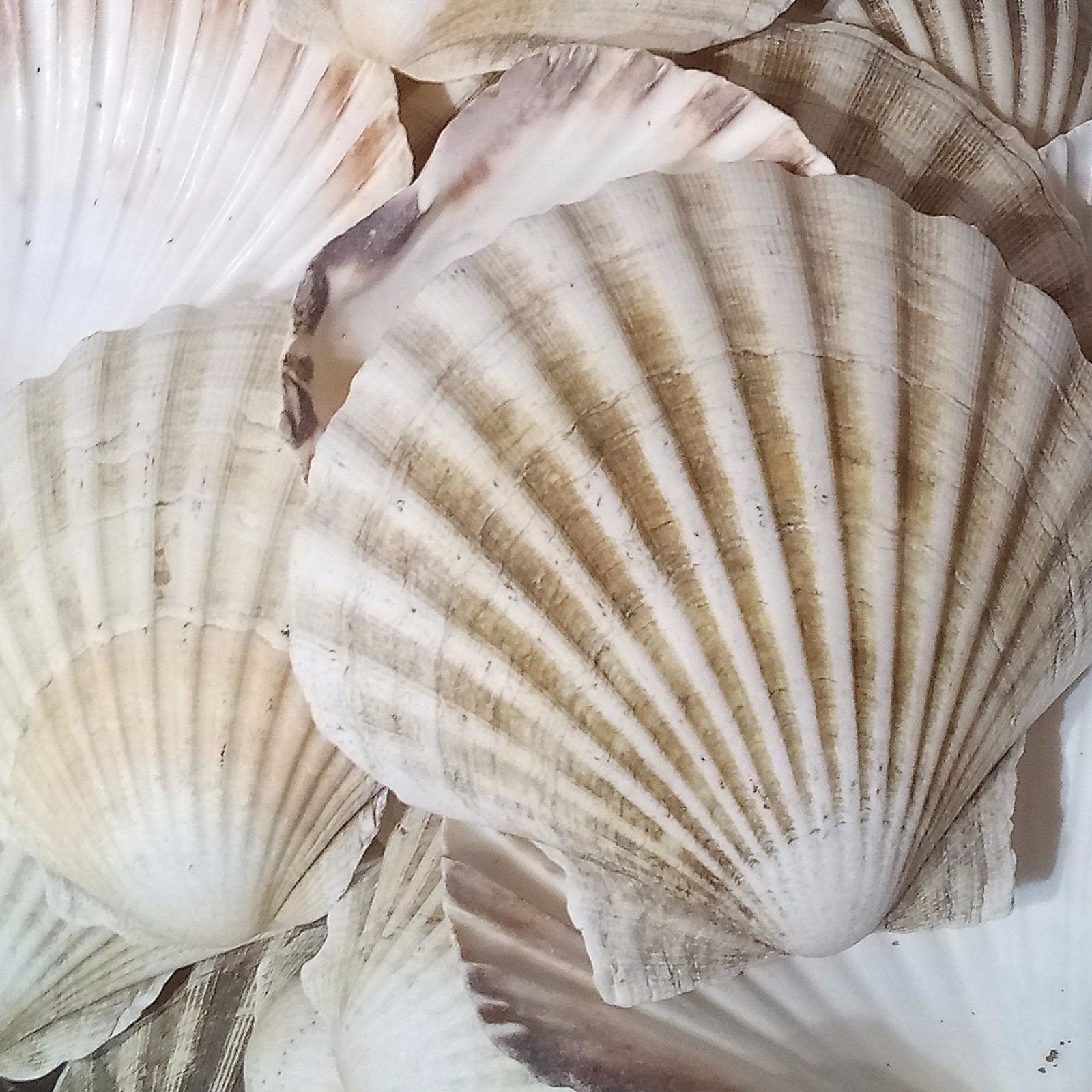 Sea Washed Scallop Shells 11cm-14cm+ | Large Scallop Shells